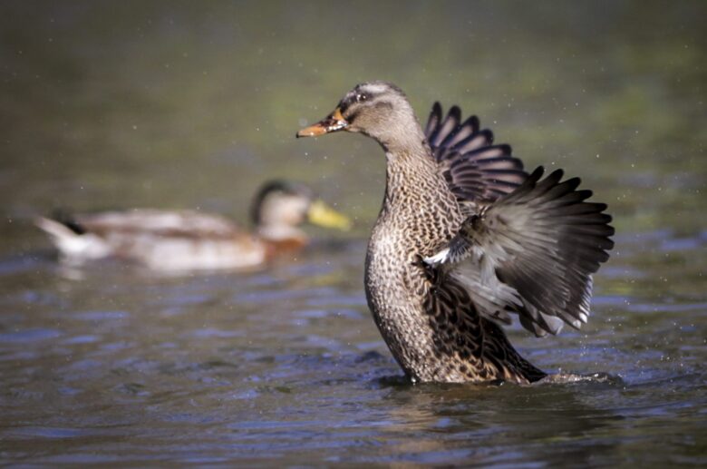 Avian botulism likely cause of Napier duck deaths | BayBuzz
